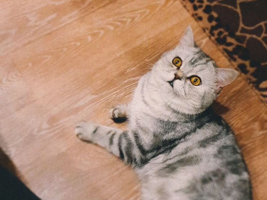 Шотландский кот на вязку