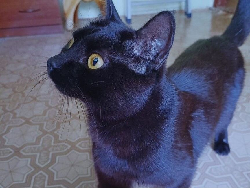 Отдам молодого котика. Кастрирован