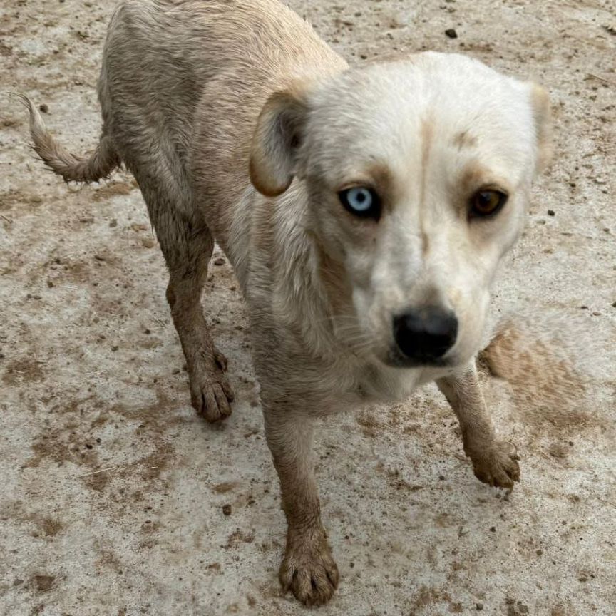 Маленькая необычная собачка Чудо