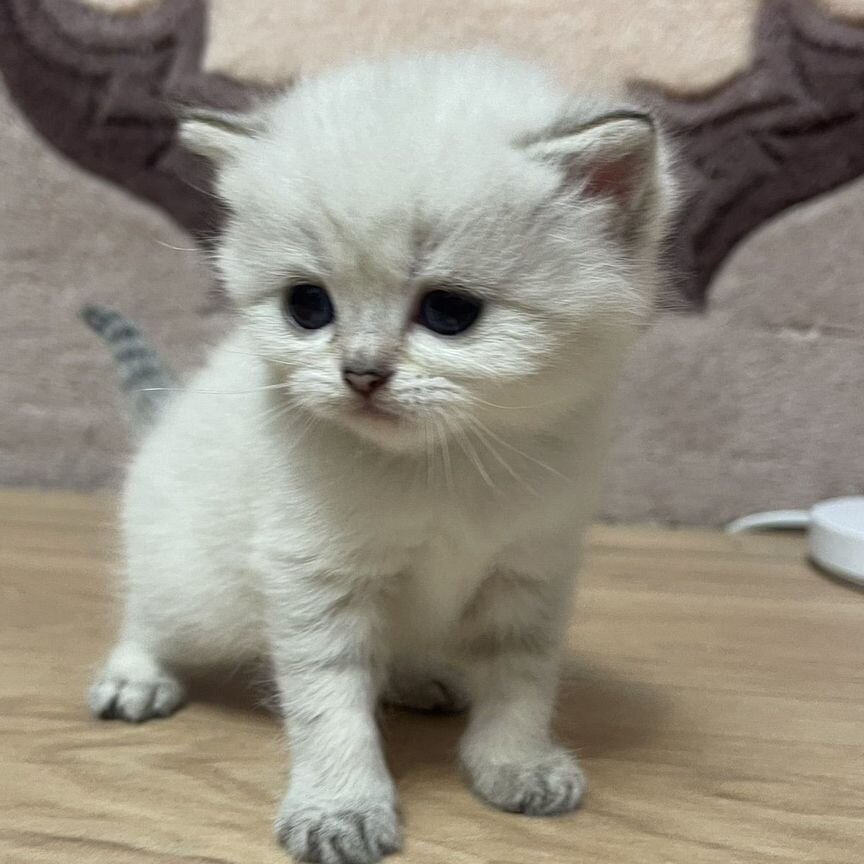 Британский короткошёрстный котёнок