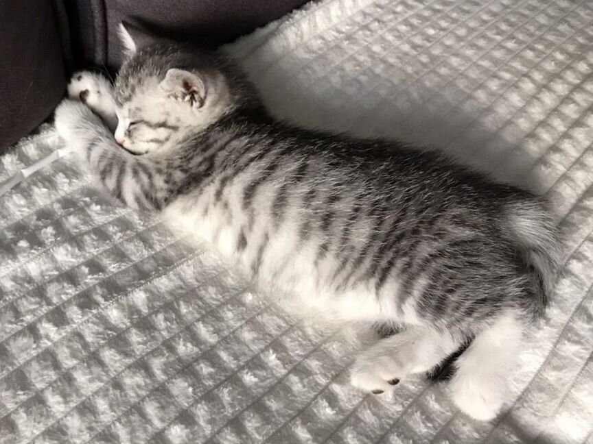 Британский котенок