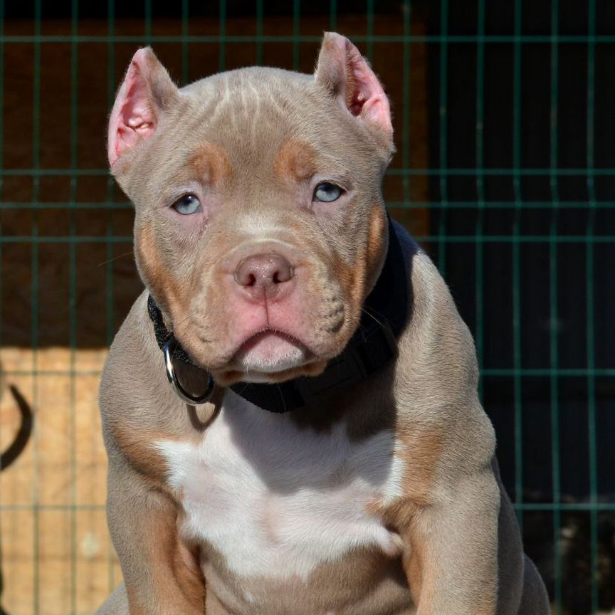 Американский булли покет