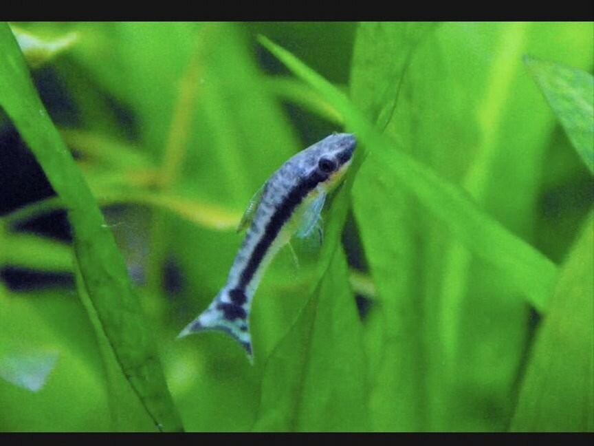 Отоцинклюс