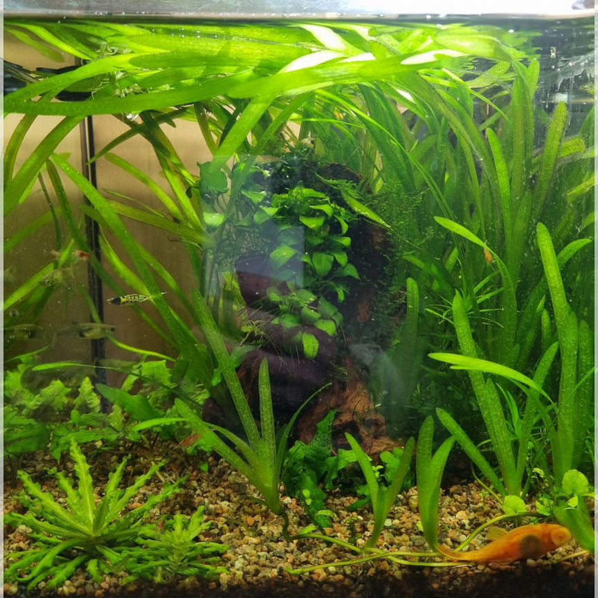 Валлиснерия для аквариума