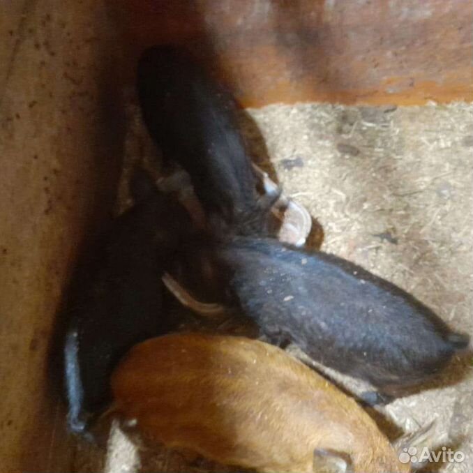 Вьетнамск вислобрюхий поросенок