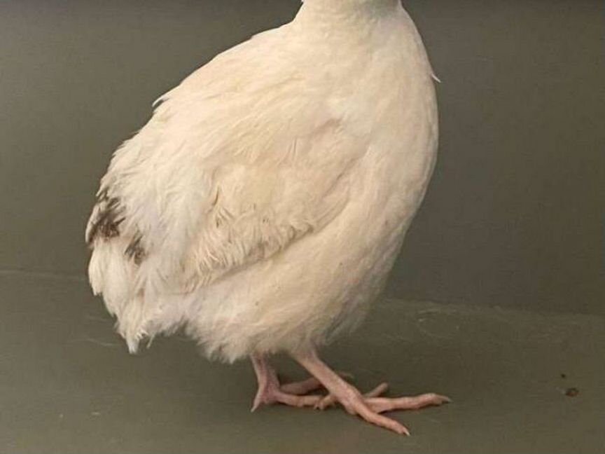 Перепел мальчик