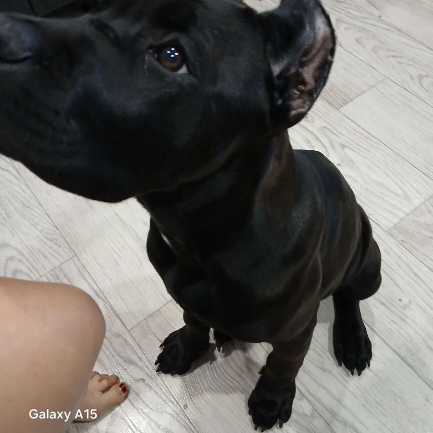 Кане-корсо, щенок