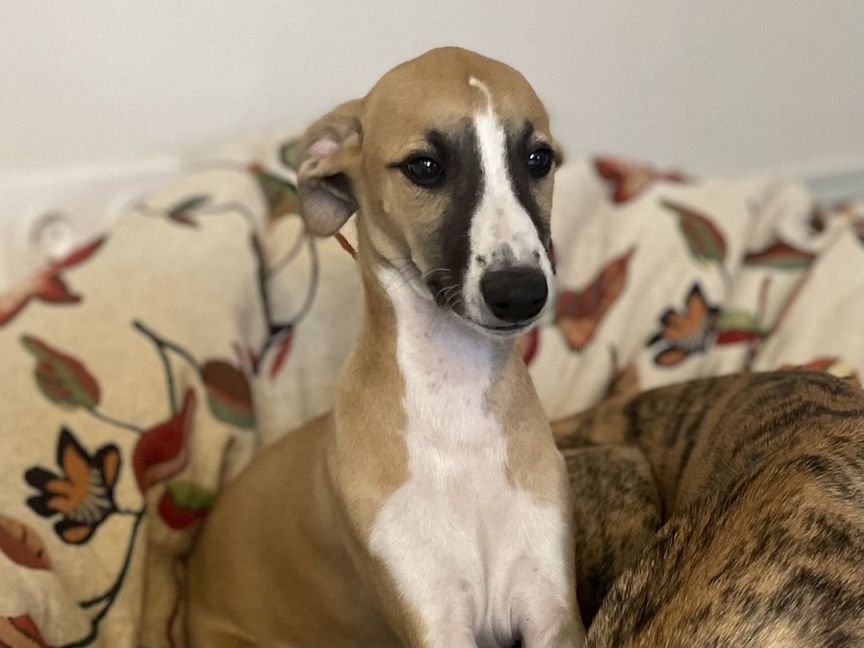 Продаются щенки Уиппета, 05.04.2024 д.р