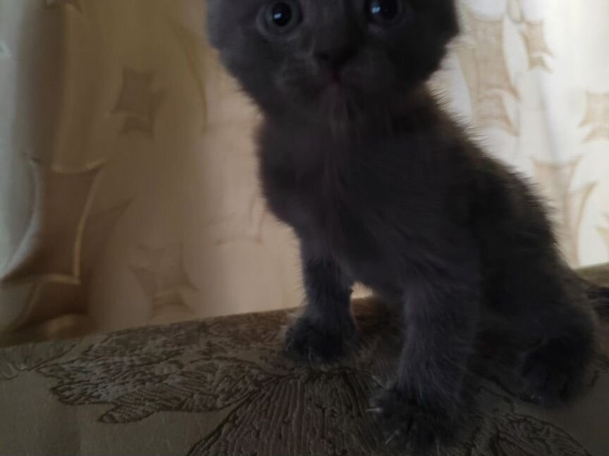 Британские котята