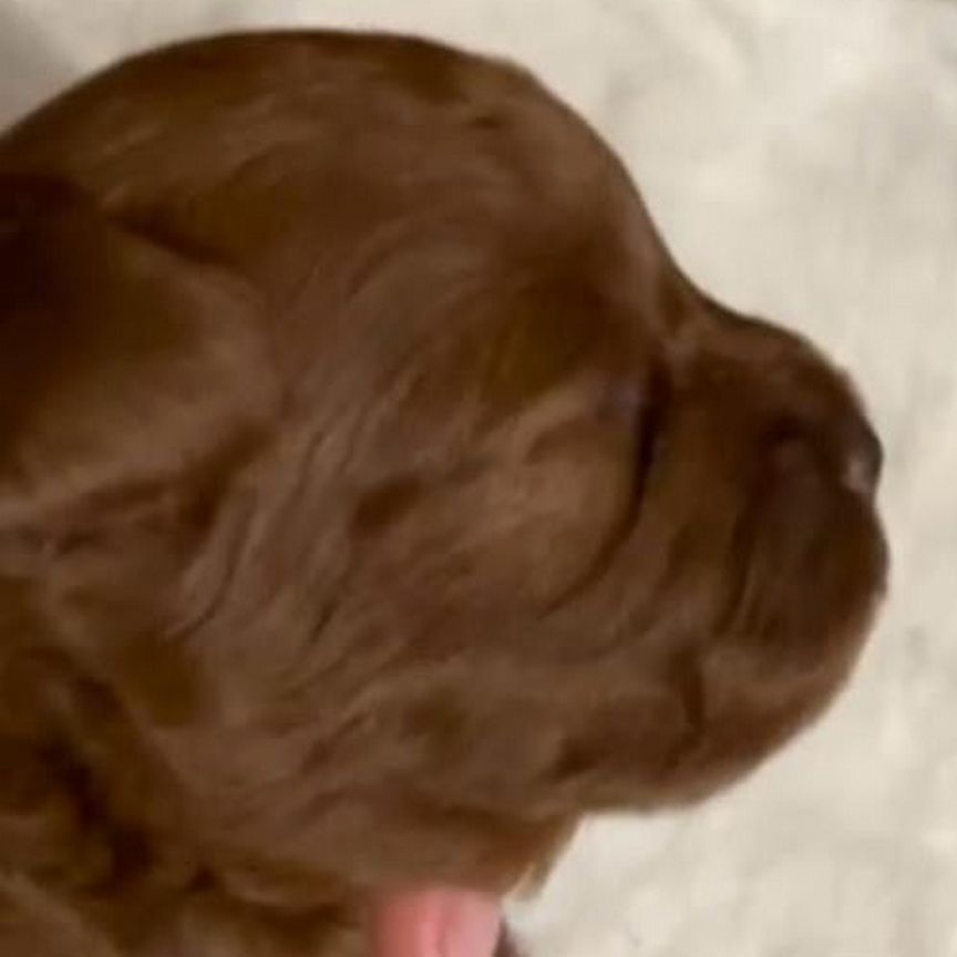 Той-пудель, щенок