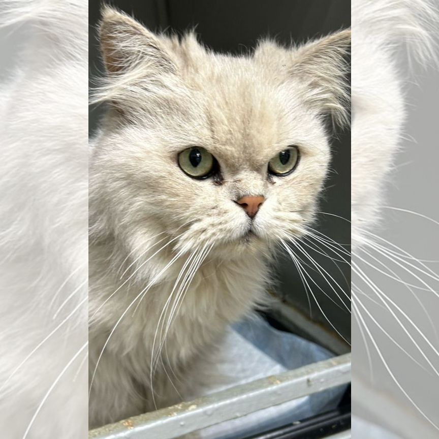 Кот, 2 года