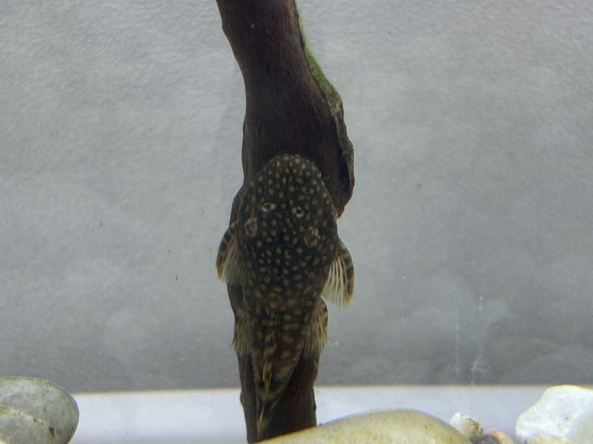 Сомики анциструс