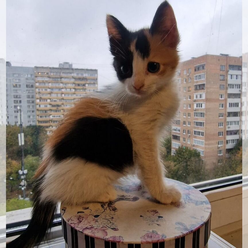 Чудесная кошечка трёхцветка на счастье