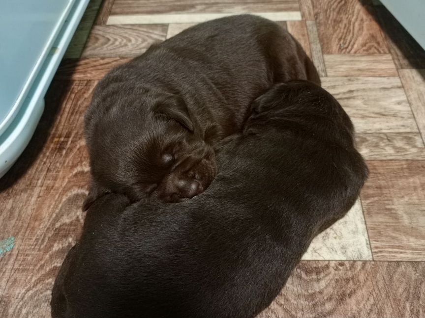 Щенки лабрадора