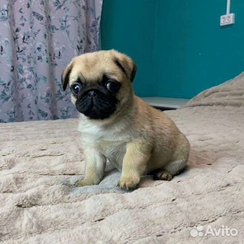 Щенки мопса с документами РКФ