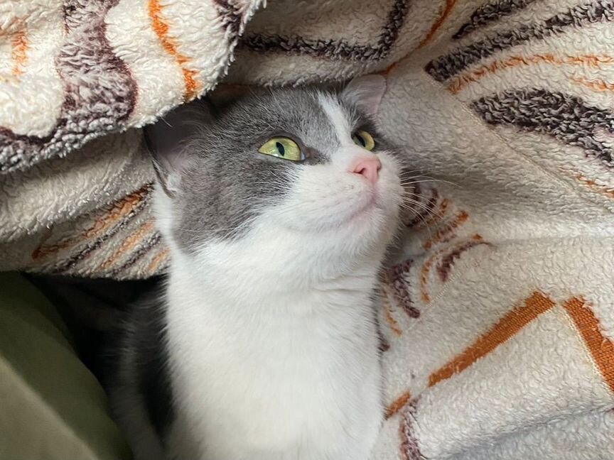 Котеночек ищет дом