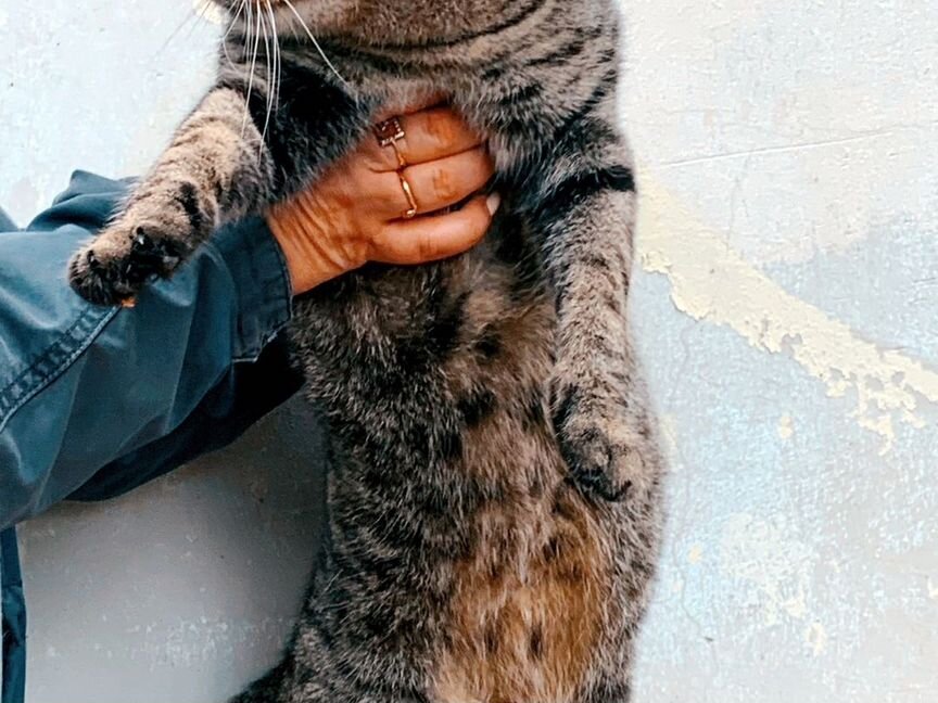 Кошка в дар бесплатно