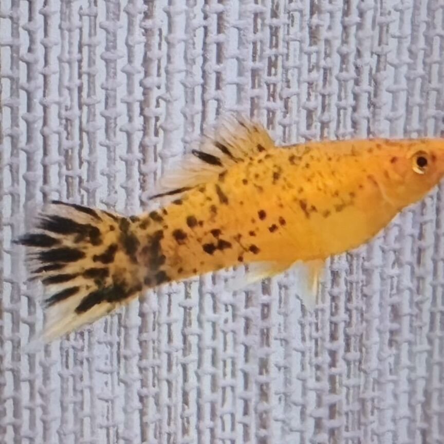 Рыба меченосец