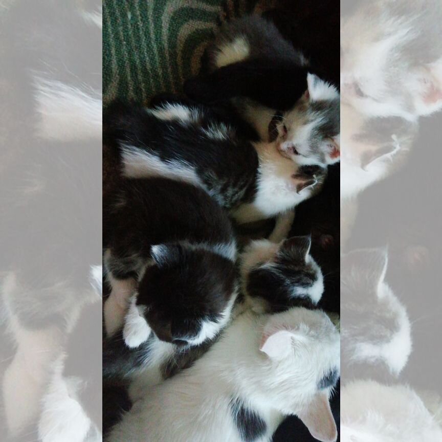 Котята