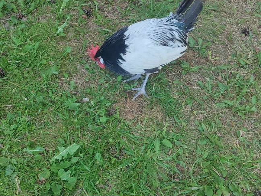 Молодые лакенфельдеры петухи и куры