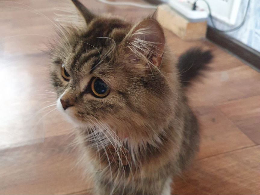 Сибирские котята