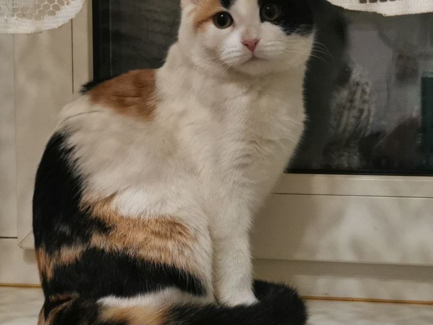 Кошки в добрые руки