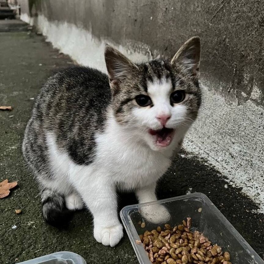 Котёнок в добрые руки