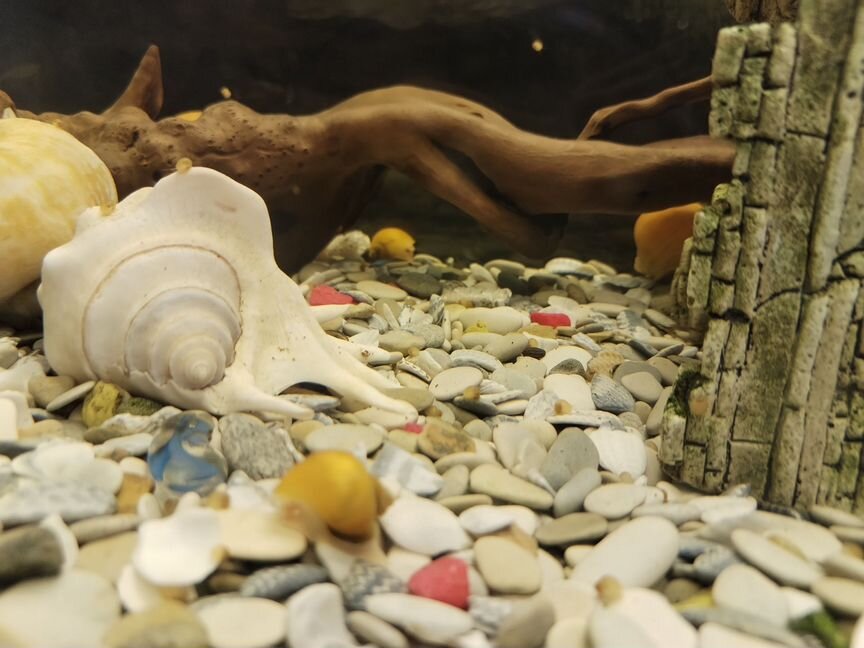 Коралл балянус