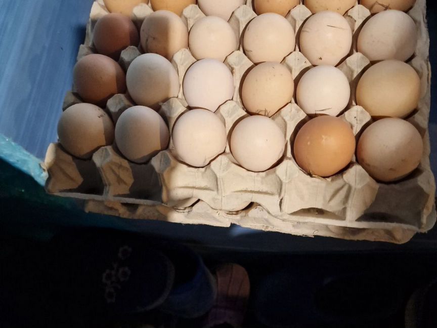 Инкубационное яйцо