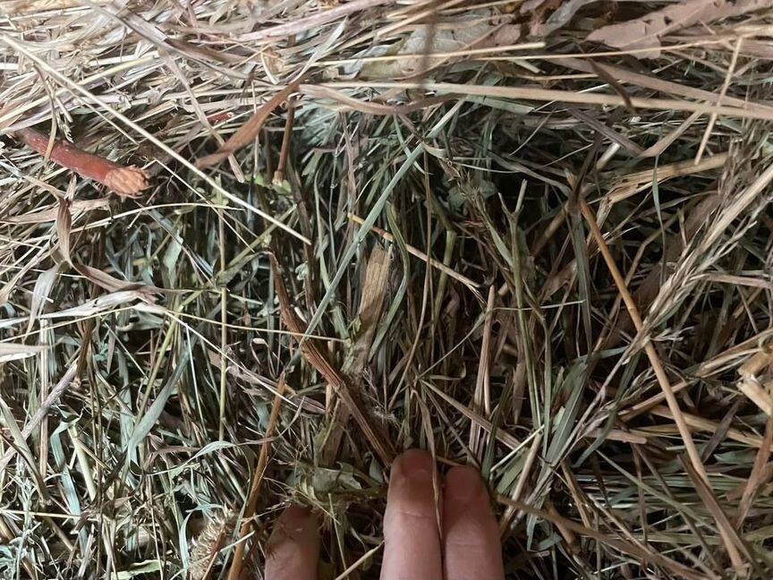 Сено Оптом с доставкой