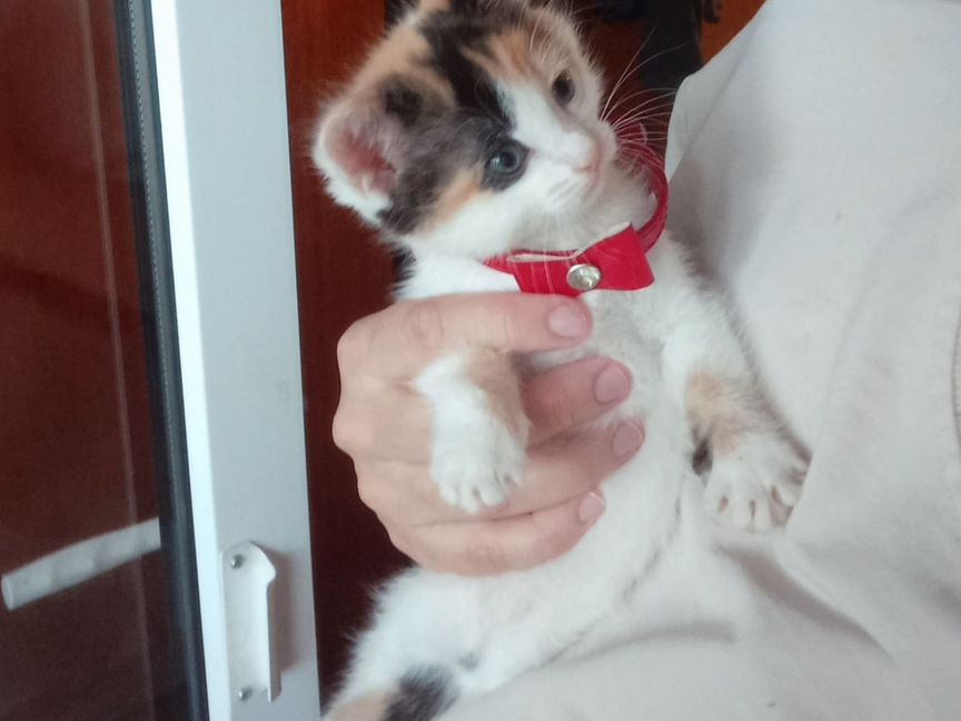 Британская кошка в дар