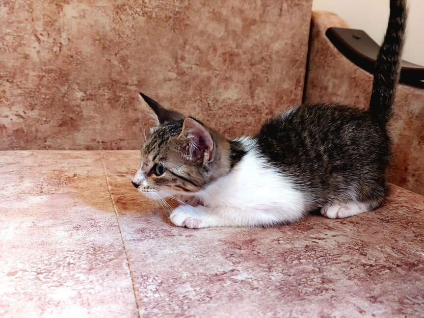 Кошечка Василиса в добрые руки