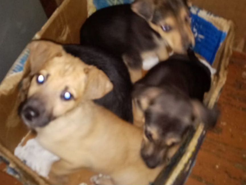 Собака в добрые руки щенок