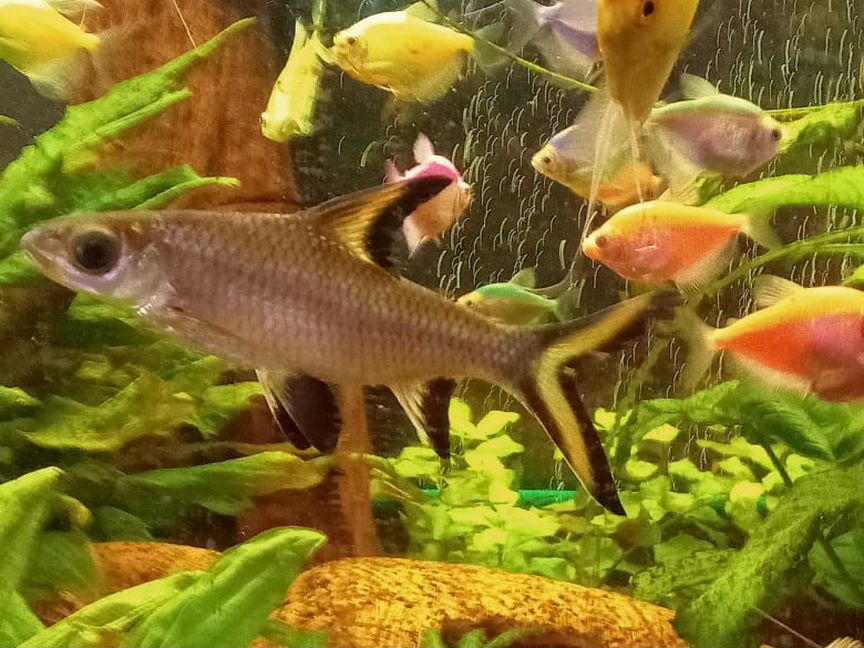 Акулий балу