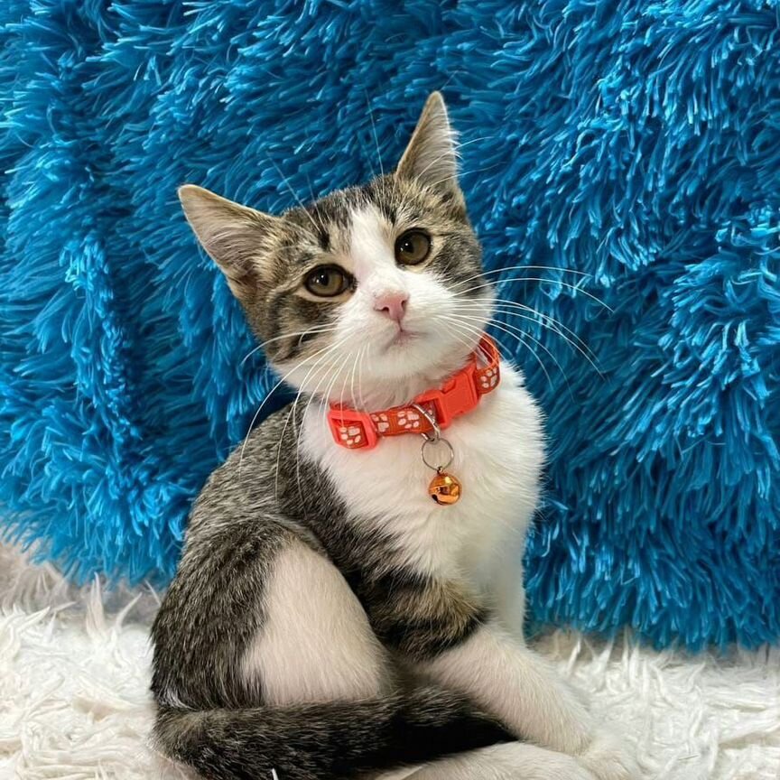 Компанейский котенок Шустрик в дар