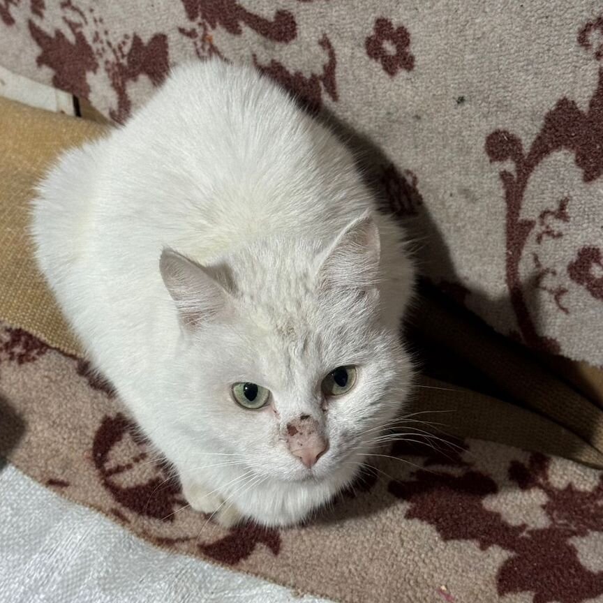 Сиамская, взрослая кошка