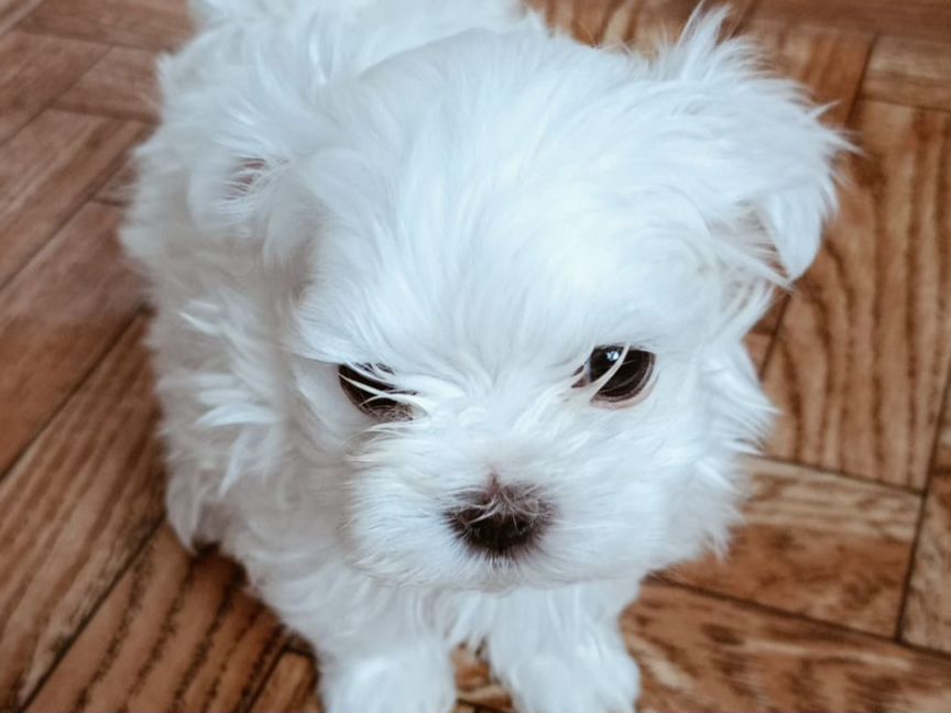 Мальтийская болонка мальчики