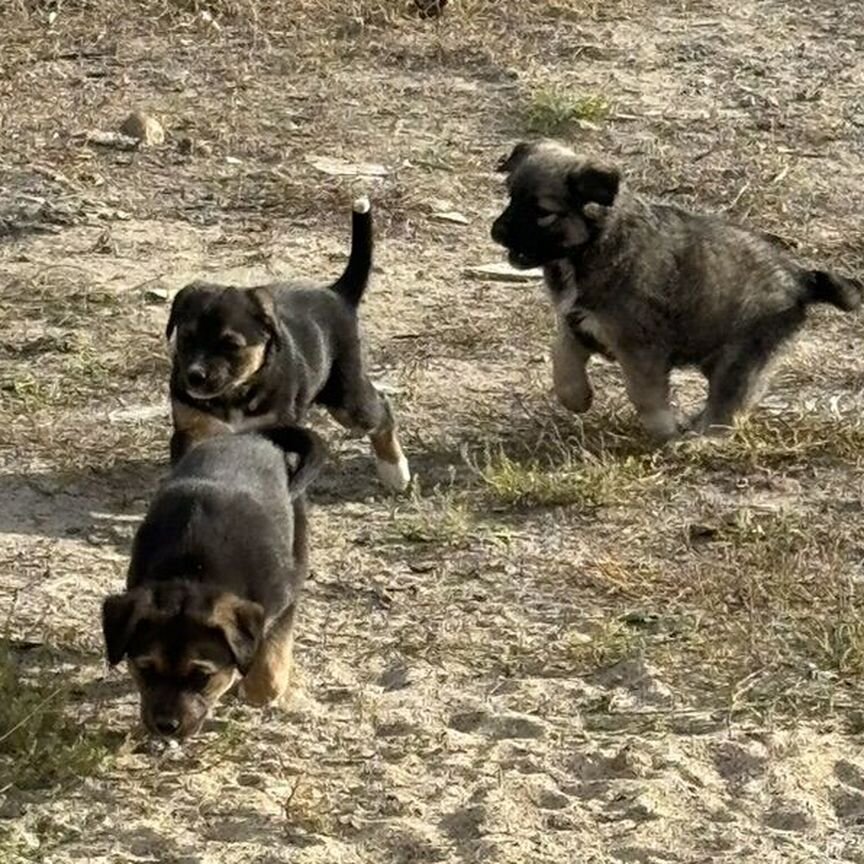 Отдам в хорошие заботливые руки