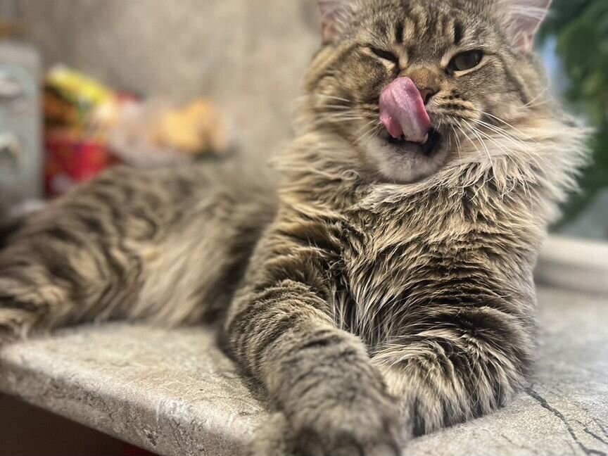 Котята мейн-кун