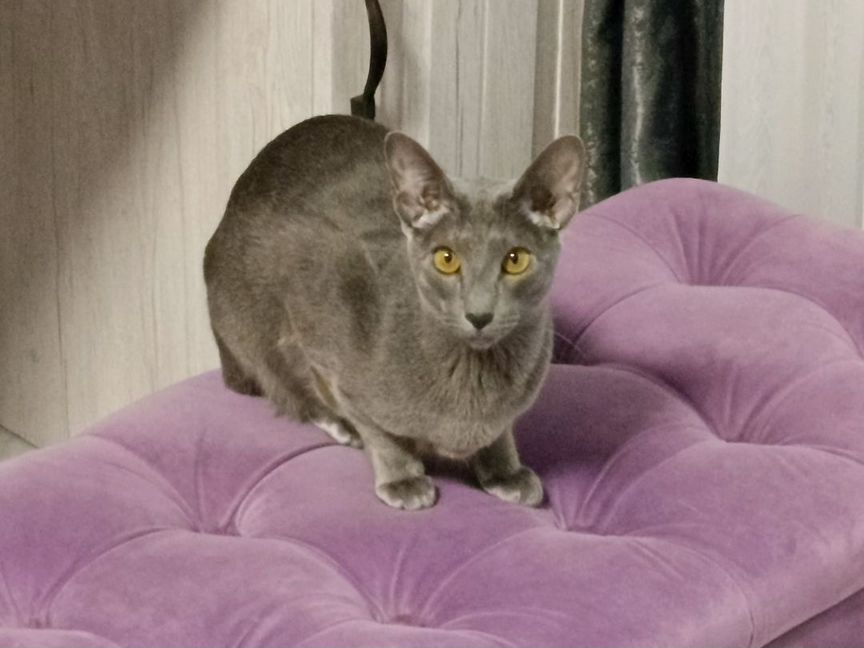 Ориентальная кошка