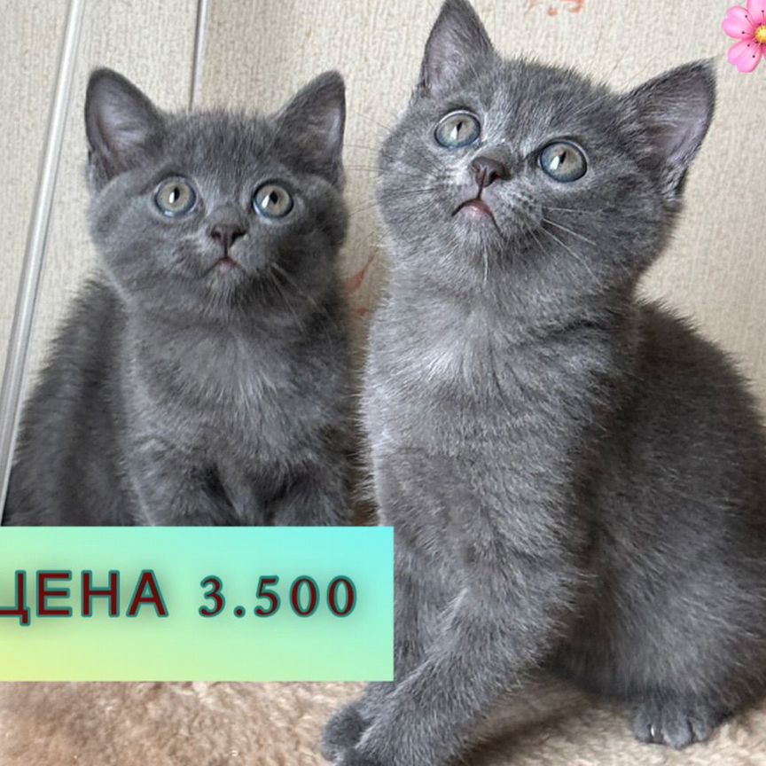 Красивые котята русская голубая