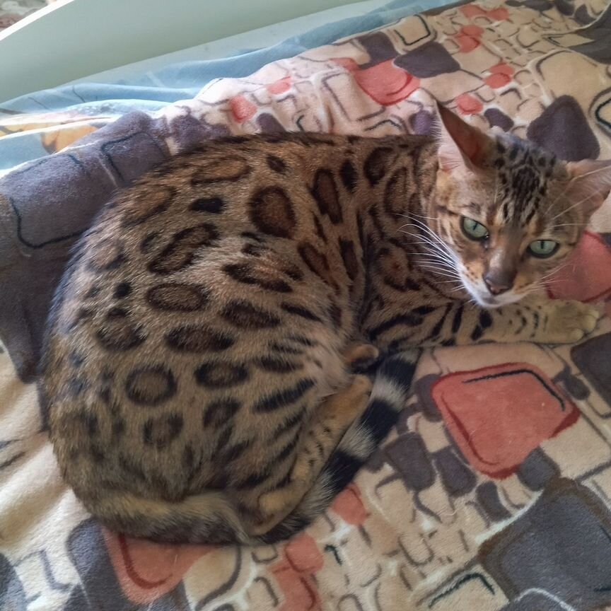 Бенгальская, взрослая кошка