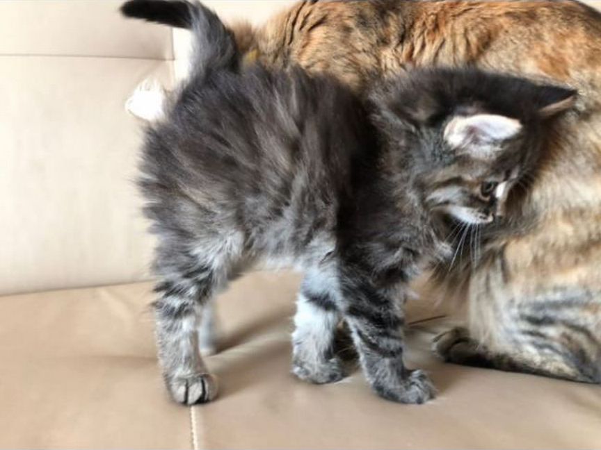 Котёнок девочка в добрые руки