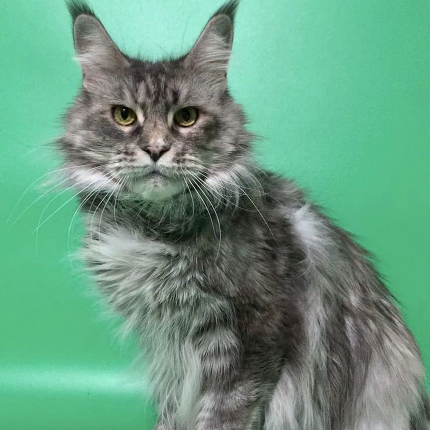 Мейн-кун полидакт