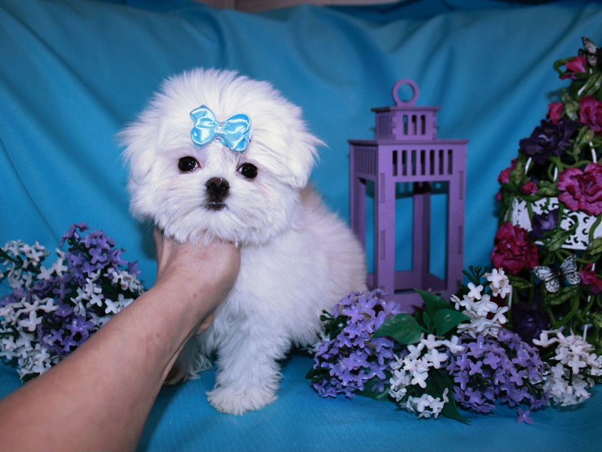 Кукляшный беби-фейс мальчик мальтезе 3 мес