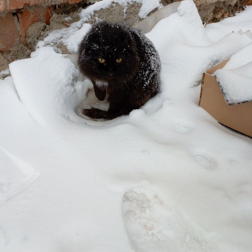 Кот в беде