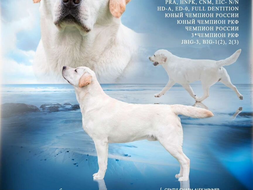 Лабрадор ретривер