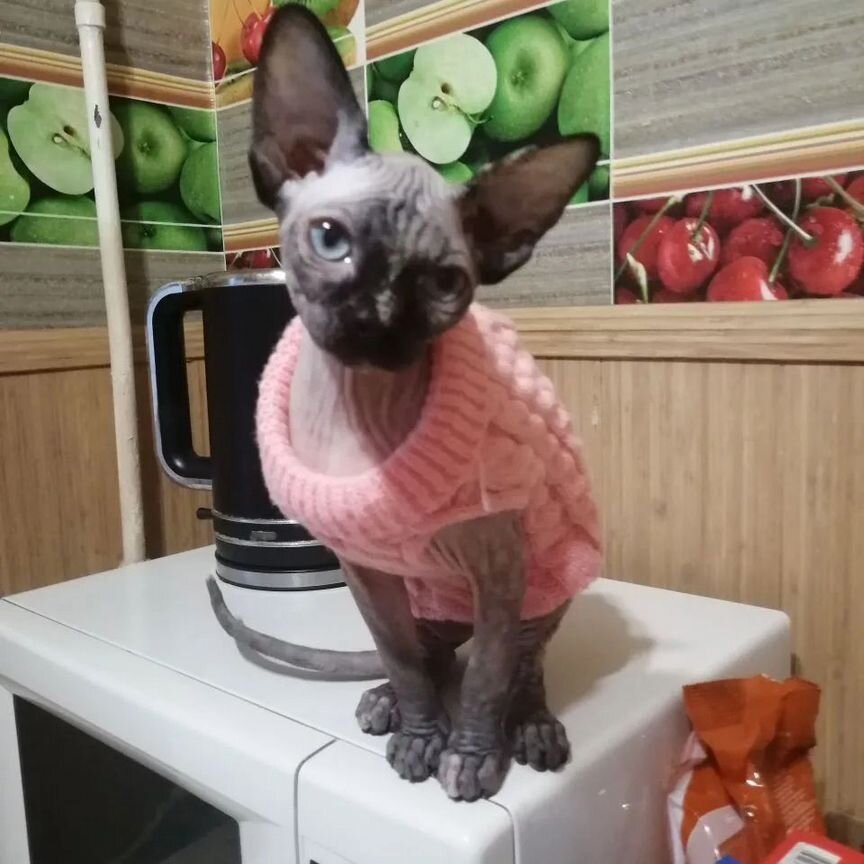 Канадский сфинкс котёнок