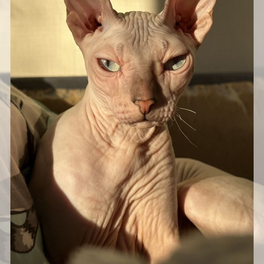 Донской сфинкс, взрослая кошка
