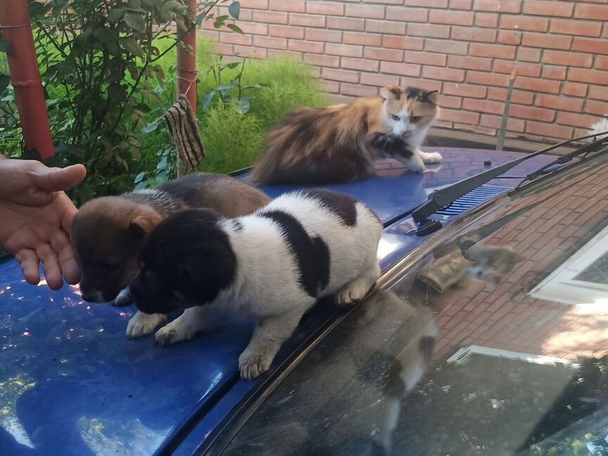 Собака в добрые руки